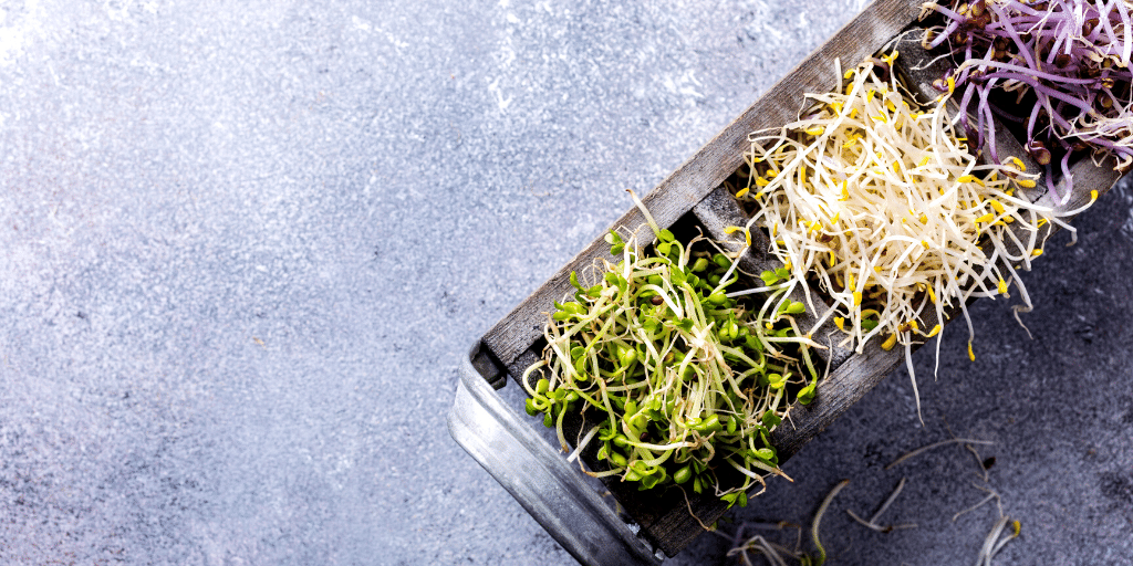 How To Grow Your Own Salad Sprouts at Home! – Evolve Organic Beauty